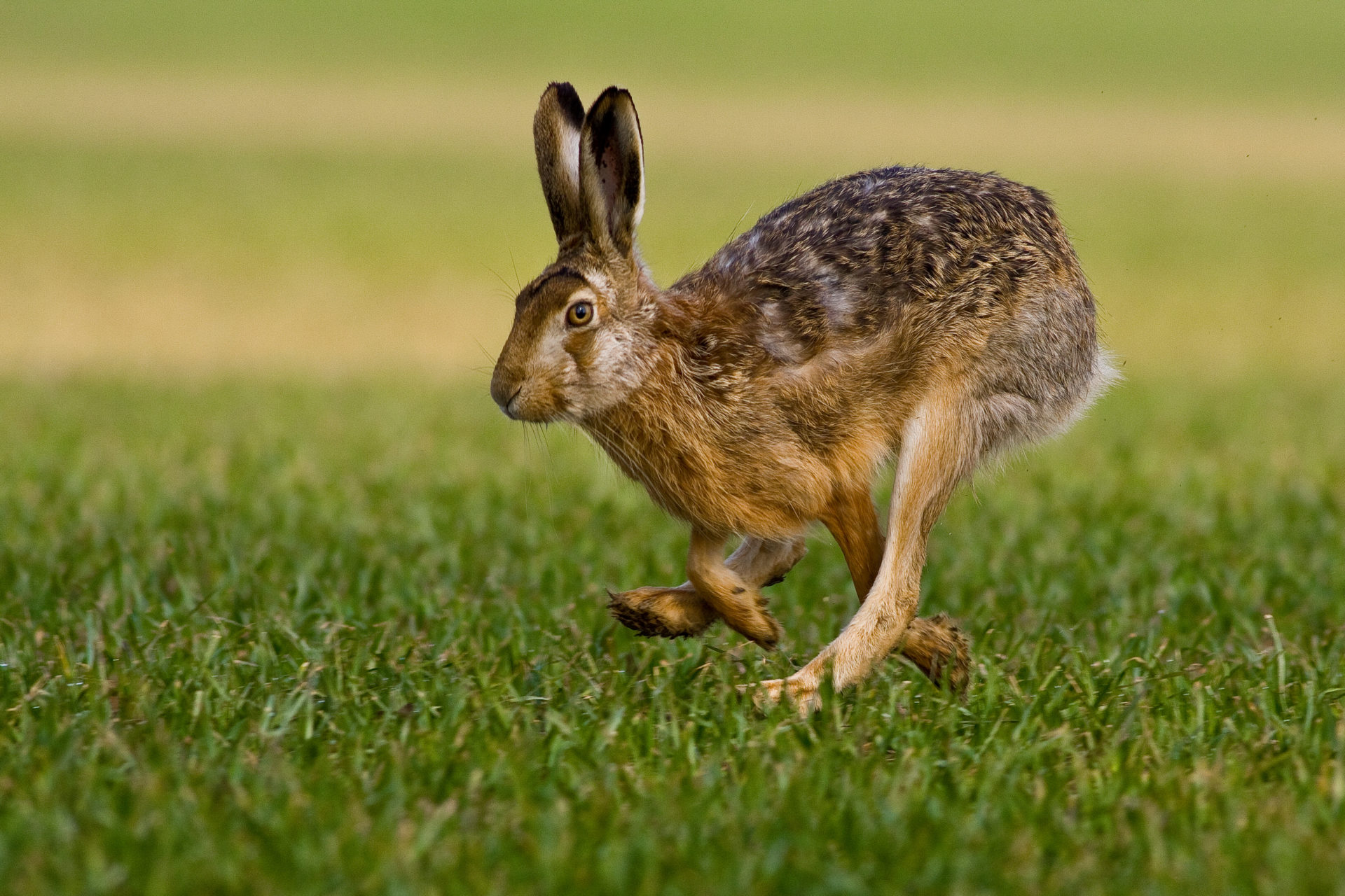 Frohe Ostern - Gute Neuigkeiten vom Feldhasen - Netzwerk Ackerbau ...